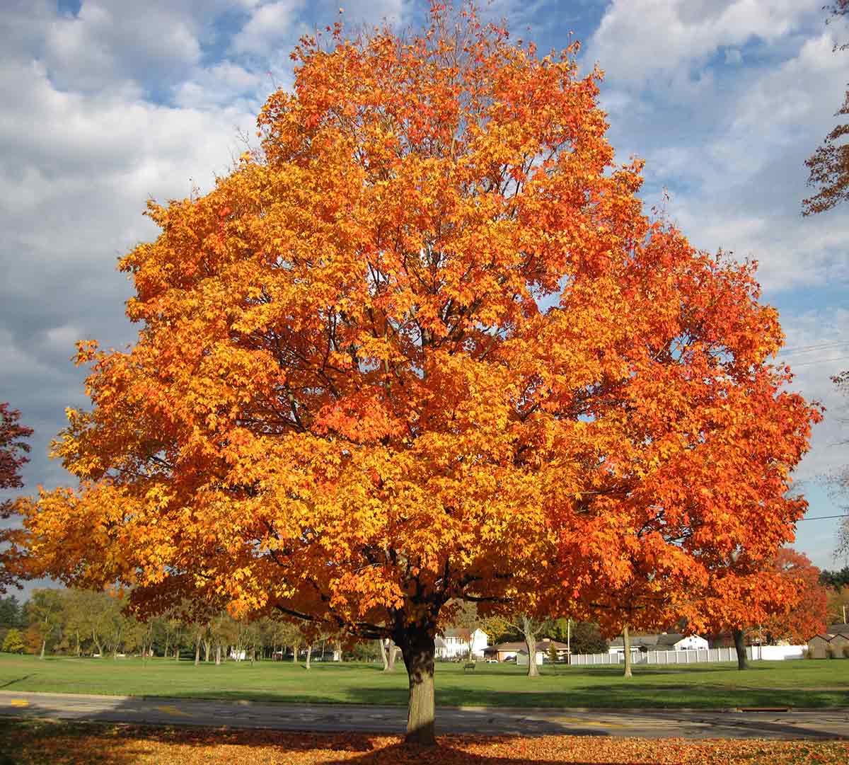Maple Wood for BBQ: Flavor, Uses, Pairings - Destination BBQ
